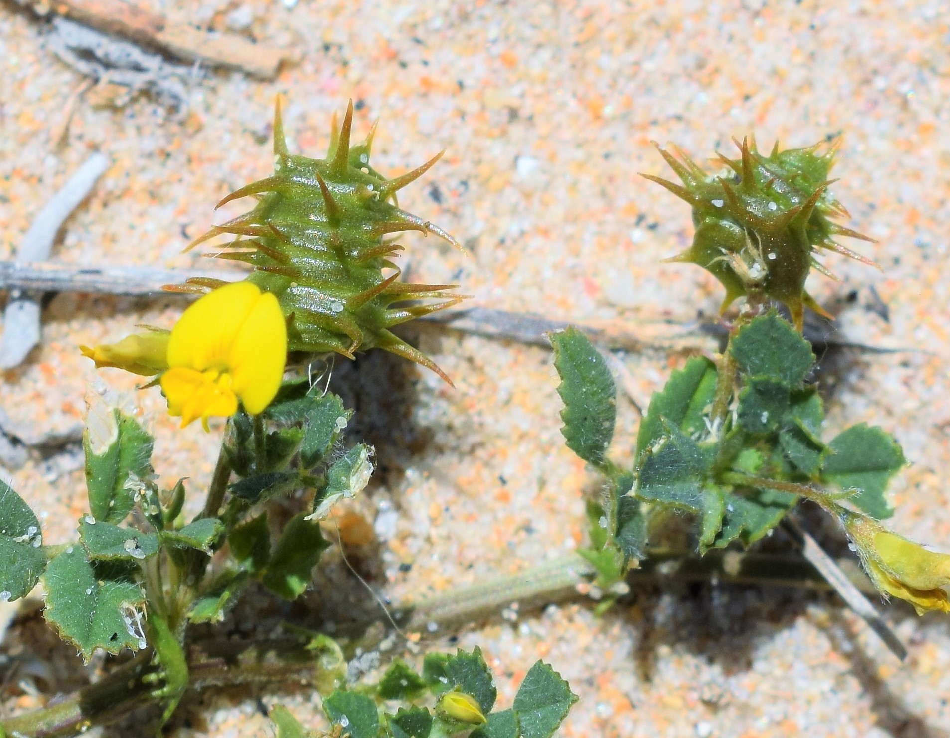 Plantas: Beleza e Diversidade: Luzerna-do-litoral (Medicago littoralis)