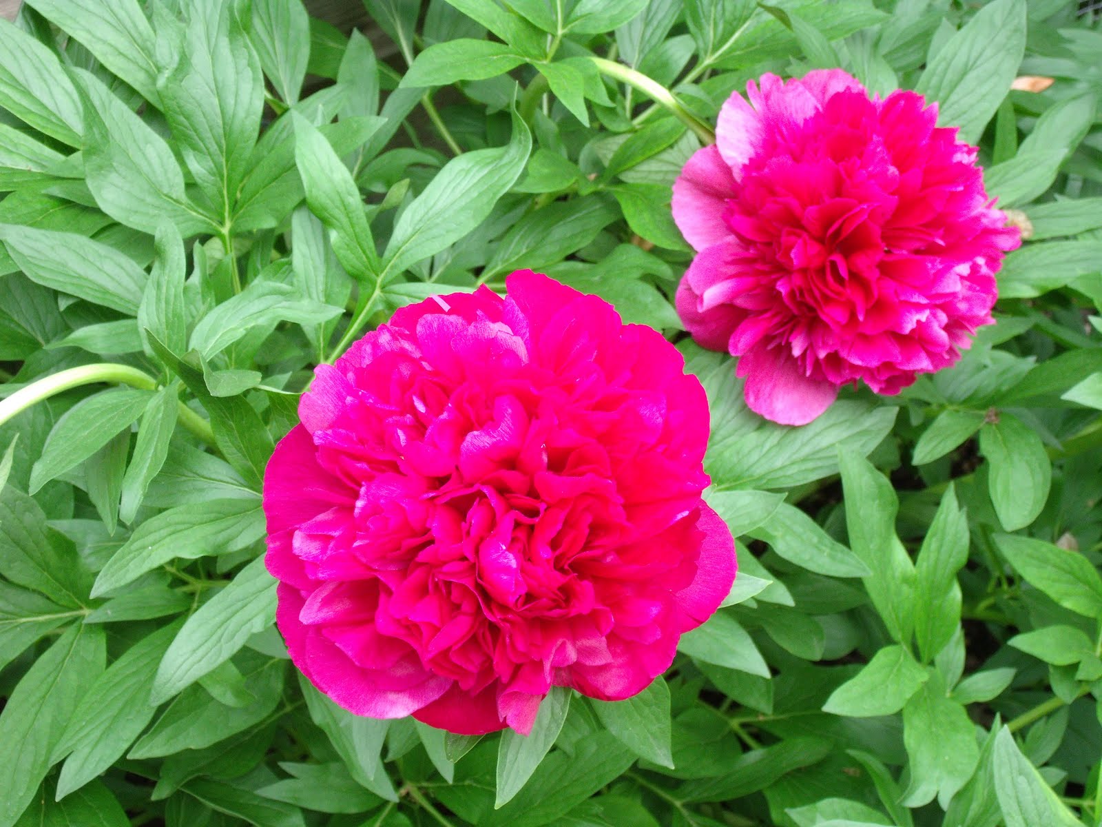 Loose Threads: Flowers and Some Baskets