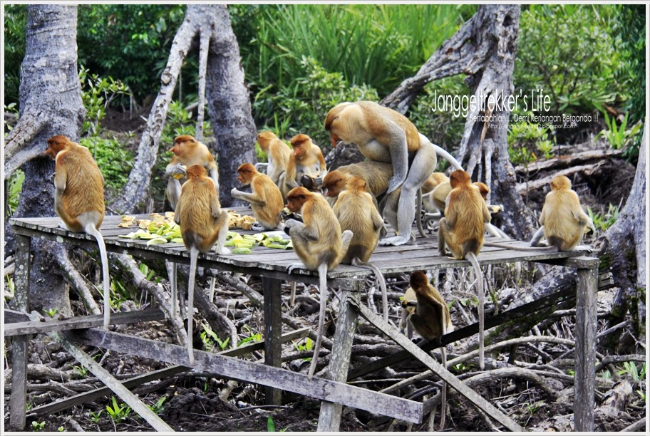 Janggeltrekker's Life: Visit Malaysia 2014: Sandakan, Sabah (Labuk Bay ...