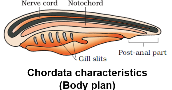 Welcome to the Living World: Animal Kingdom - Notes | Class 11 | Part ...