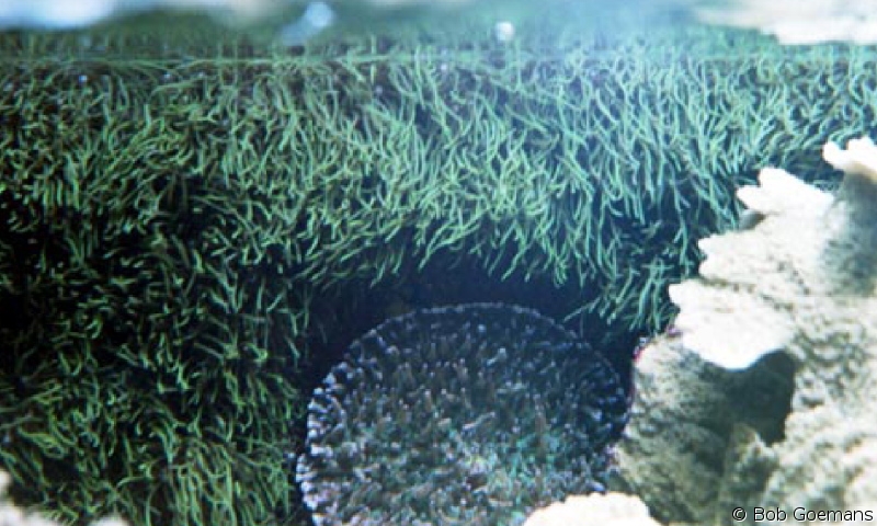 Ficha y experiencia con Pachyclavularia Viridis