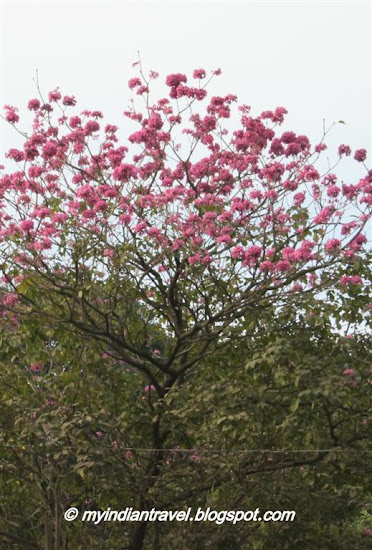 My India Travel: Flowering Tree - Pink Trumpet