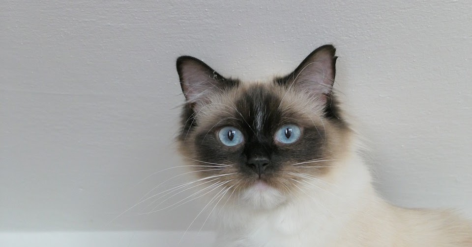 Harga dan Cara Merawat Kucing Ragdoll