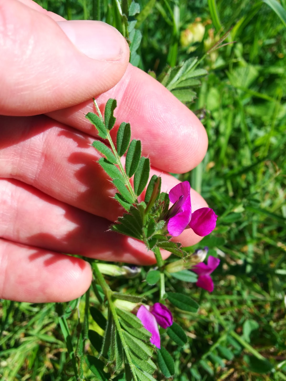 Wild Life: Common Vetch