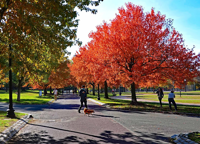 Joe's Retirement Blog: Fall - Boston Common, Boston, Massachusetts, USA