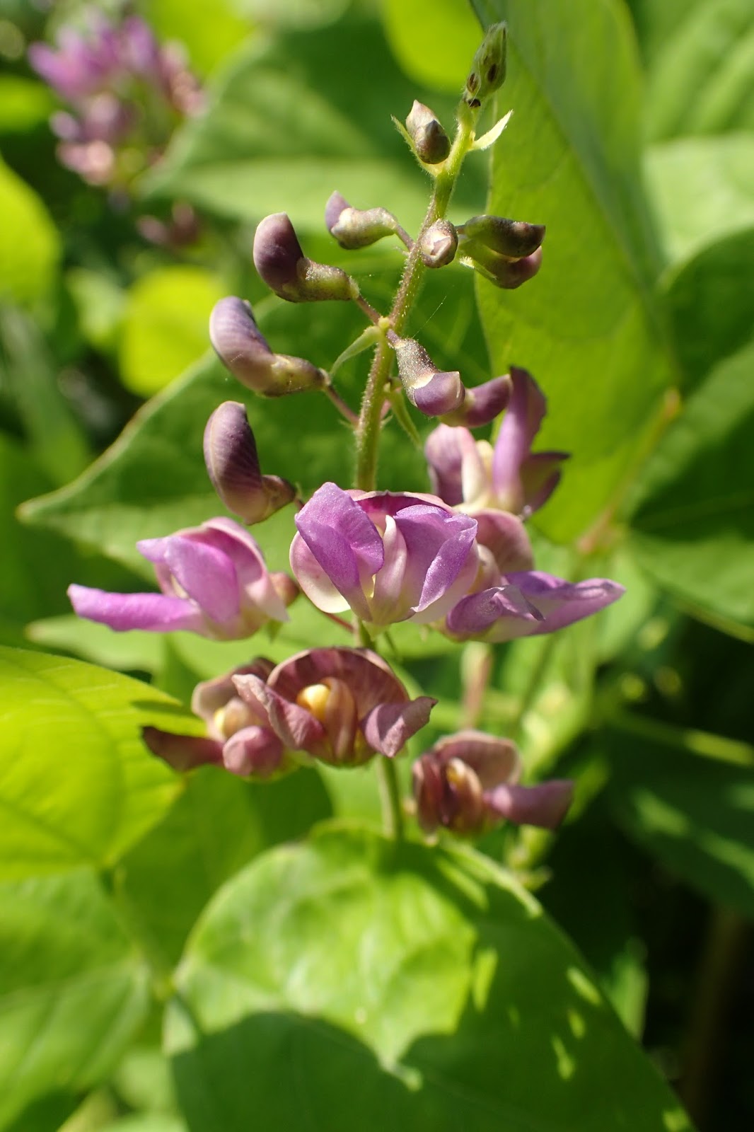 Scirpidiella's Plants: Wild Perennial Hardy Bean (Phaseolus polystachios)
