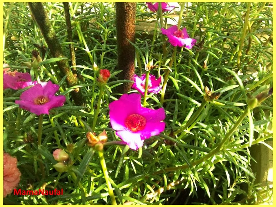 JOURNEY TO GREEN LIVING: Bunga Rose Jepun