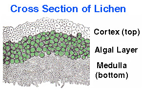 Knowledge Class: The Mutualistic Relationship between Fungi and Plants ...