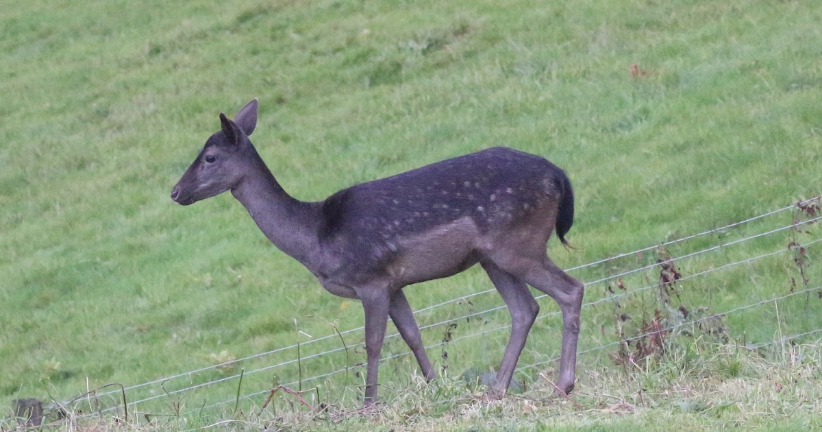 The Narth Wildlife: Black Fallow Deer again