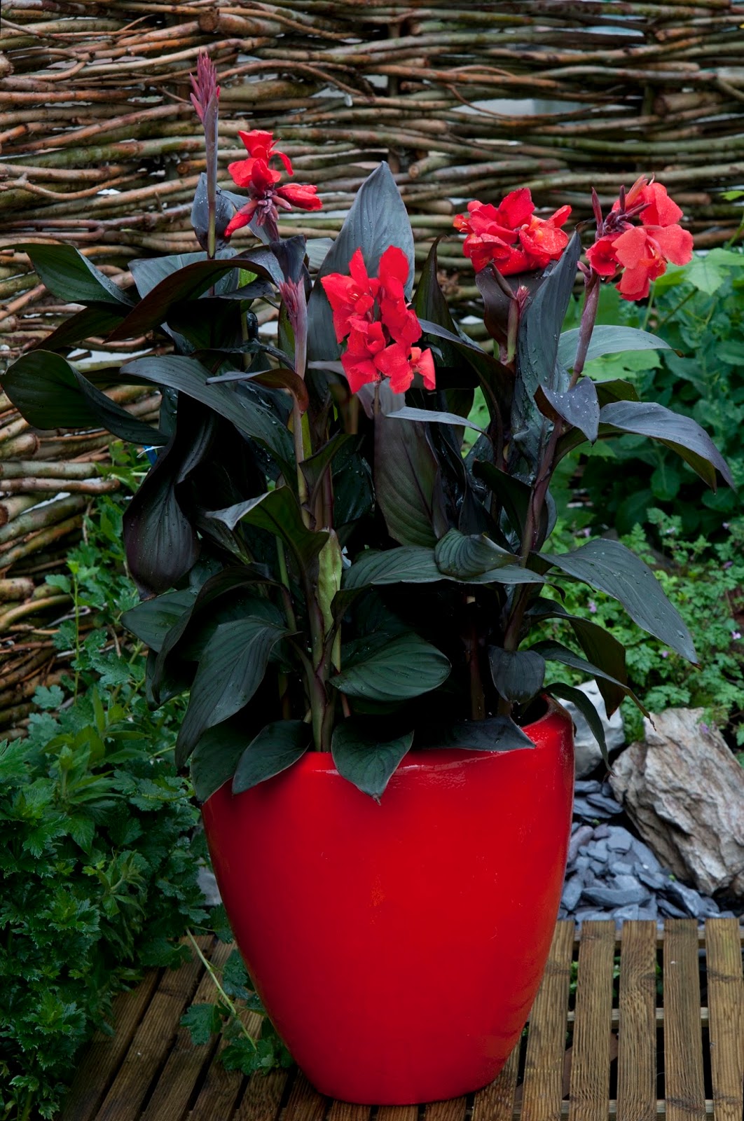 Pokloni mi cvet: Canna indica