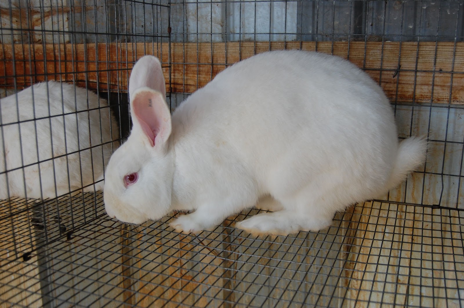 My Life as a Ranch Girl: Rabbits