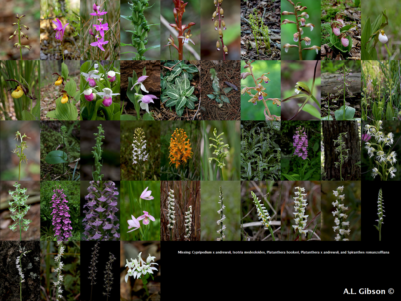 Orchids of Ohio and the Midwest