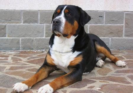 PERROS DE RAZA: PERRO DE MONTAÑA GRAN SUIZO