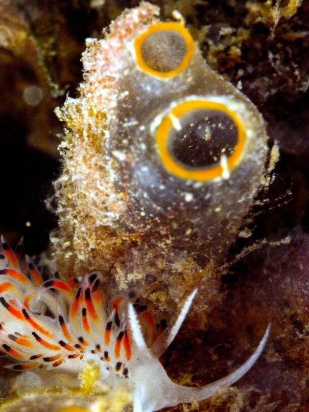 Taxonomía Chordata: Clase Ascidiacea