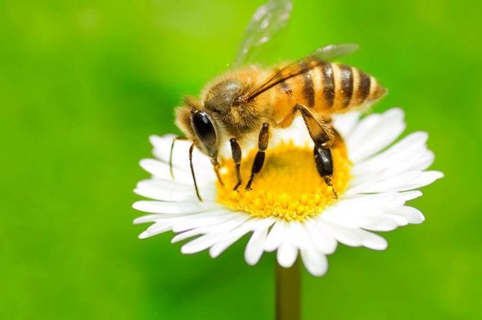 Makanan Lebah - Homecare24