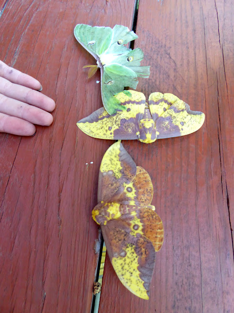 The Enchanted Tree: The Moth Whisperer.