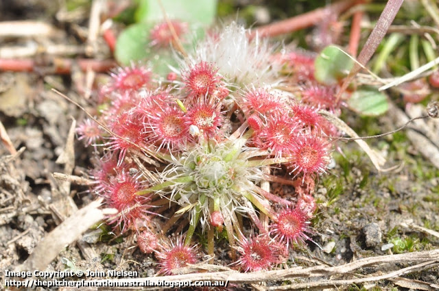 The Pitcher Plantation, Australia: Drosera pygmaea, Tathra, NSW