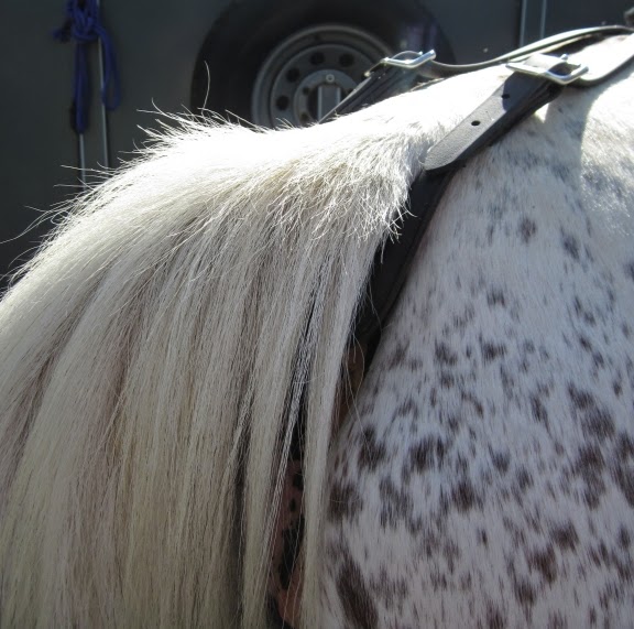 Endurance Granny: Fitting the Crupper from Two Horse Tack