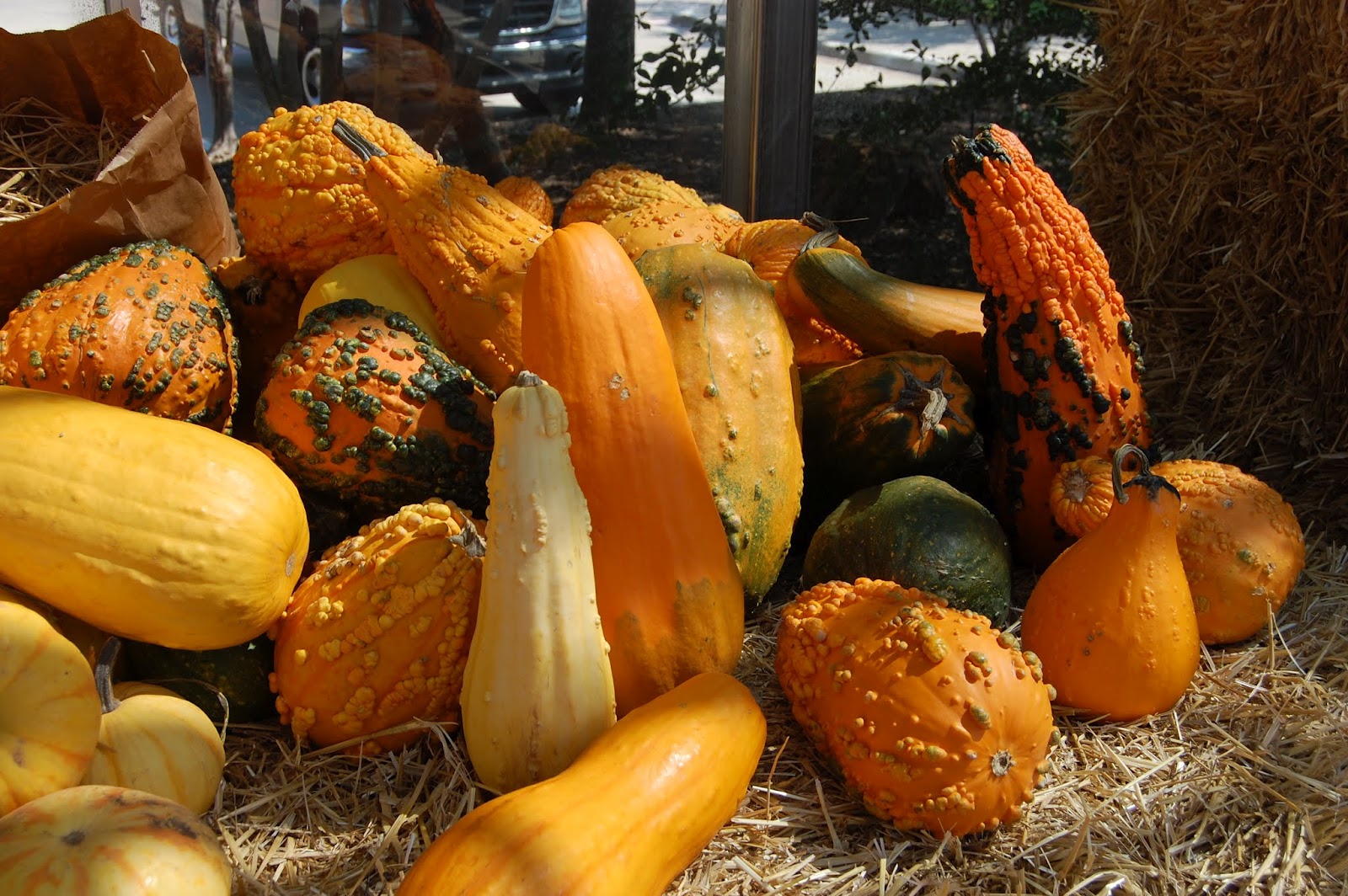 Pumpkins, Mums & Gourds, Oh My! - Preppy Empty Nester F