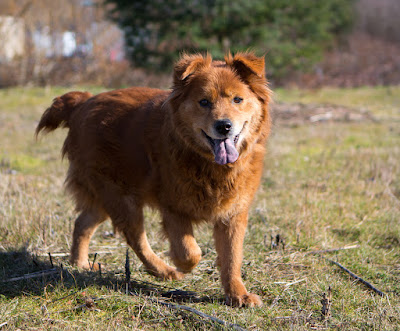 Shelter Dogs of Portland: "RUBY RED" the Greatest Chow Chow mix!