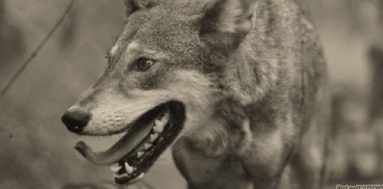 STOP WOLF HUNTS: ALL ABOUT WOLVES