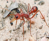 #KHABARLIVE BLOG: Focus: New Species Of 'Dracula Ants' Found In South India