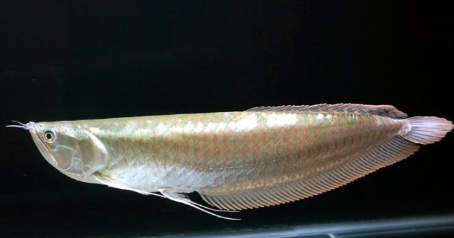 Ikan Arwana Silver Atau Arwana Brazil; Klasifikasi, Morfologi, Habitat ...