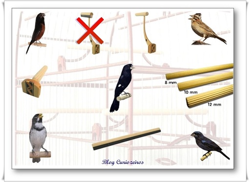 CURIOZEIROS: Cuidados básicos com os Poleiros das gaiolas.