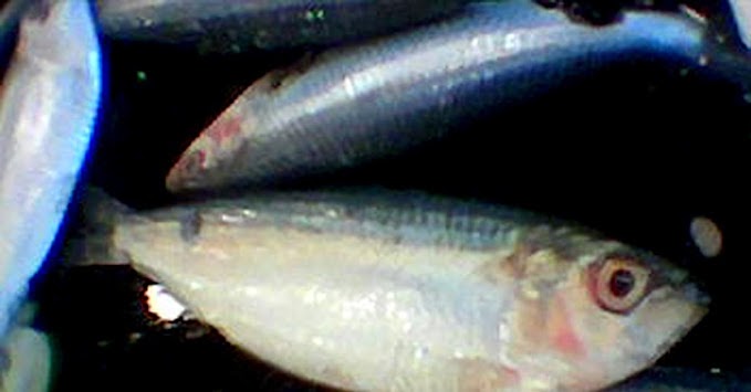 The Mystery of the Tawilis’ Origin and Its Transformation from a Marine ...