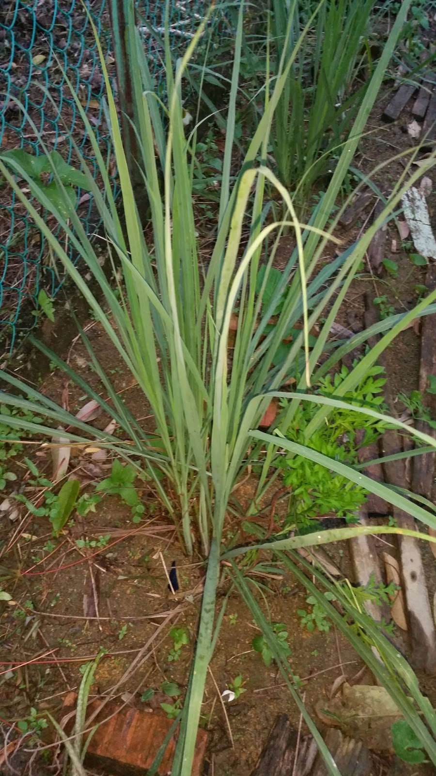 Warisan Petani: Pokok Serai.