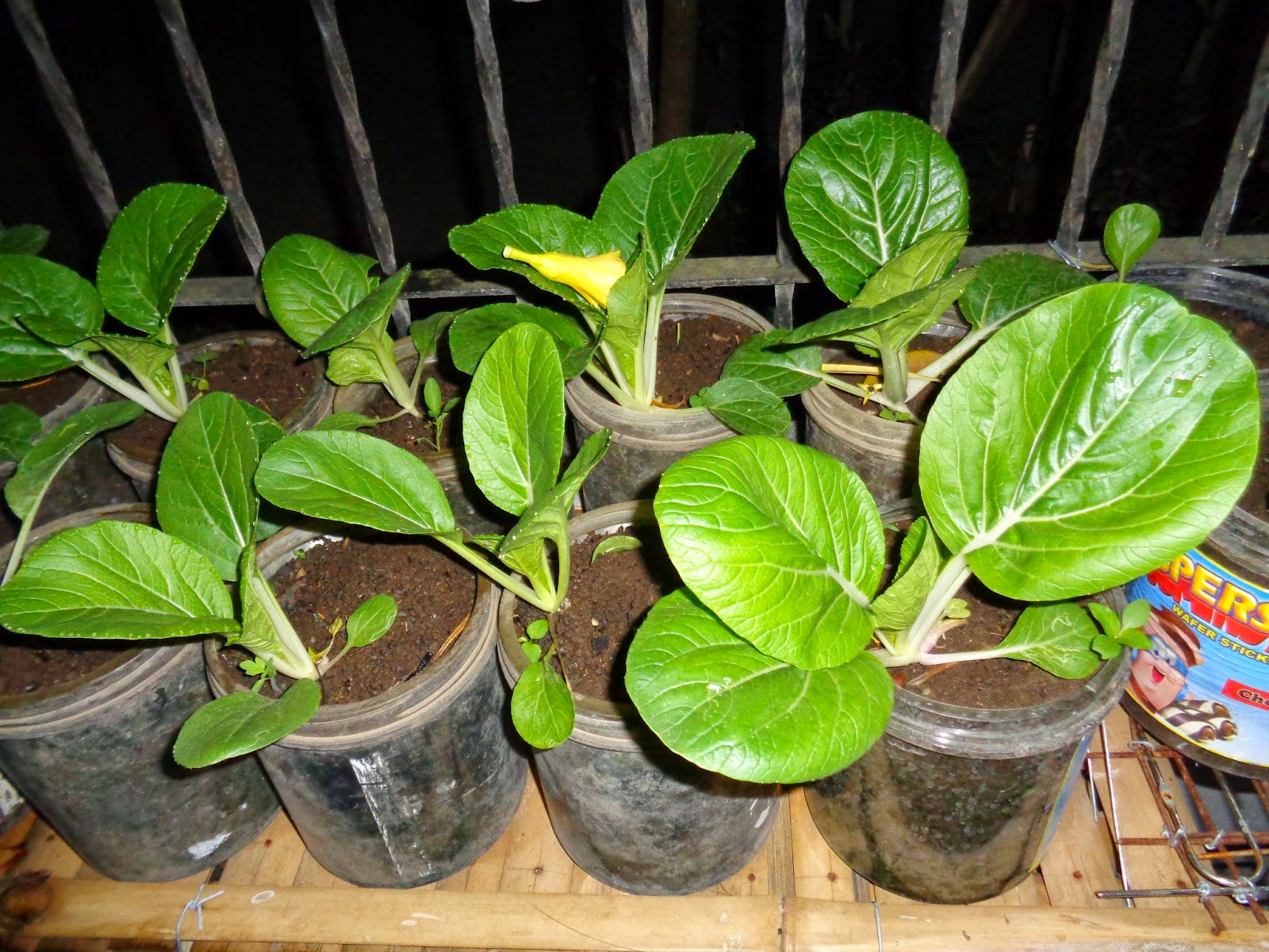 Simply Homebased Mom - The Practical Filipina: Gardening: Planting ...