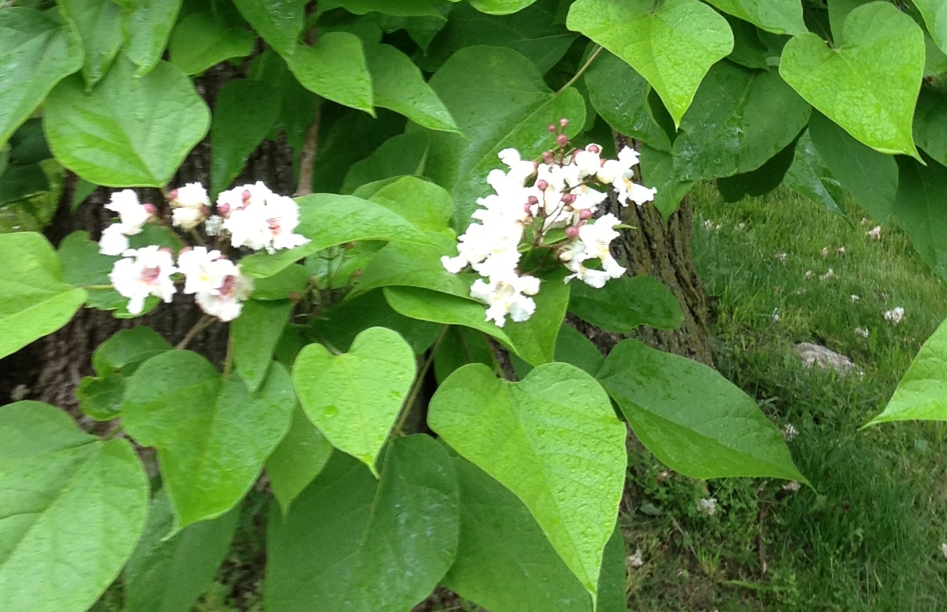 tin and sparkle: Capalta Tree