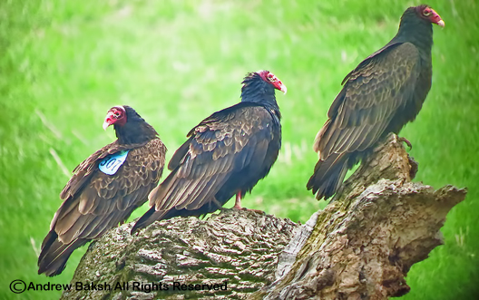 Birding Dude: Banded Turkey Vulture Information...