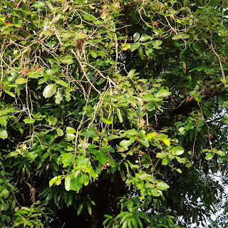 A life of a biologist: Native fruit bearing trees of the Philippines ...