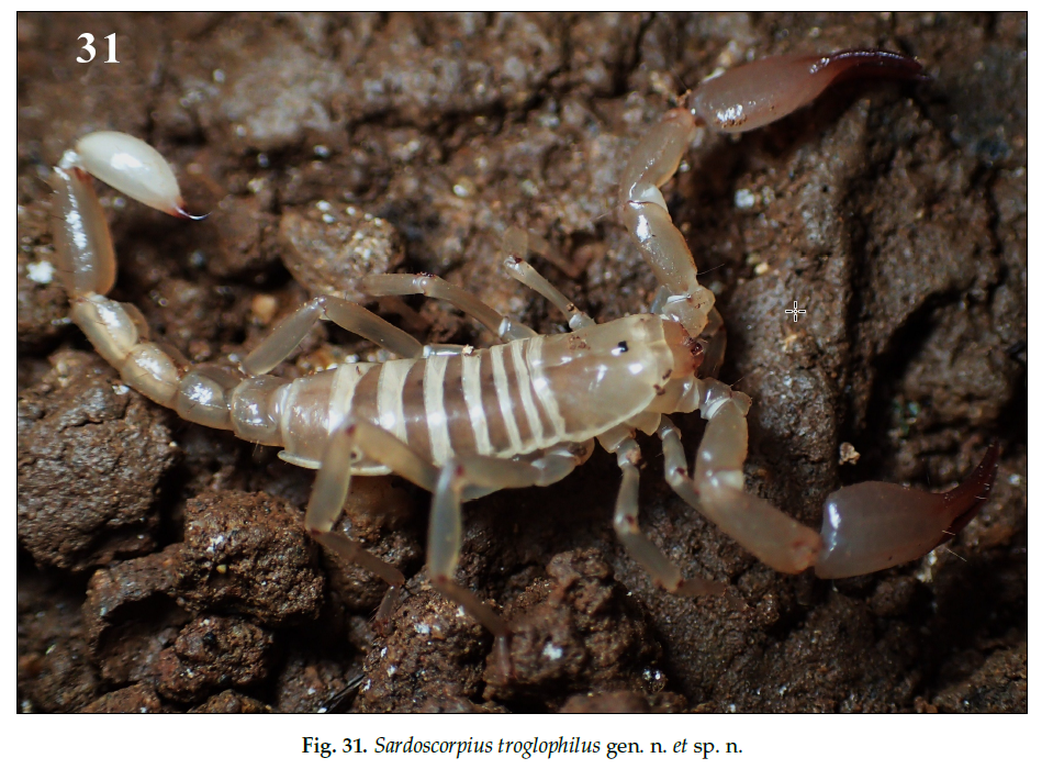 The Scorpion Files Newsblog: Remarkable cave scorpion finding in ...