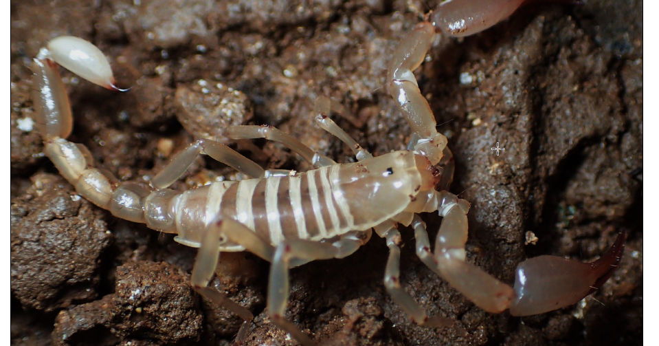 The Scorpion Files Newsblog: Remarkable cave scorpion finding in ...