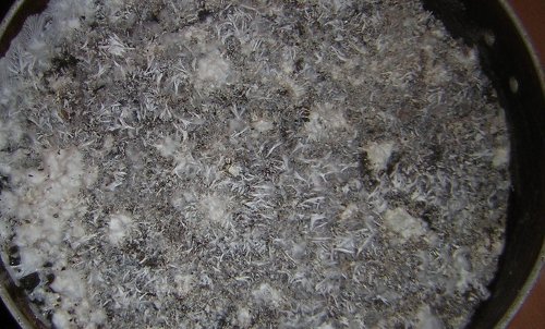 Uzgoj Šampinjona: Proizvodnja micelija