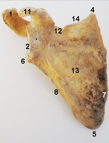 Atlas Virtual Integrado: Escápula