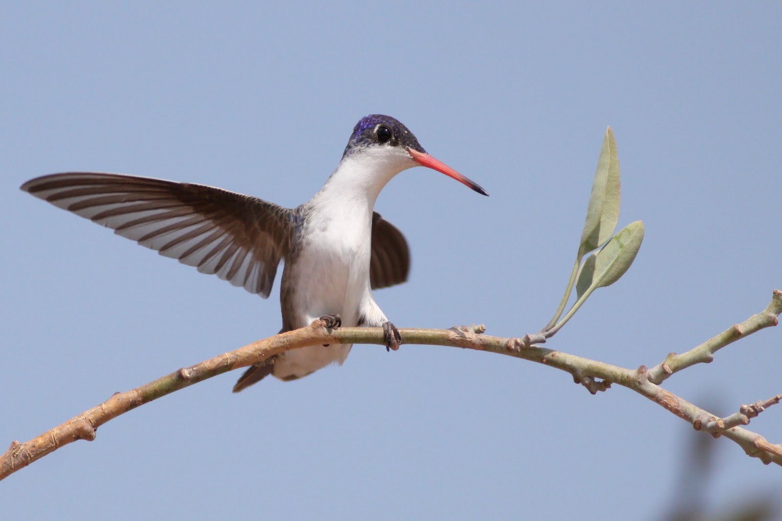 Birding Queretaro: Hummingbird Crazy