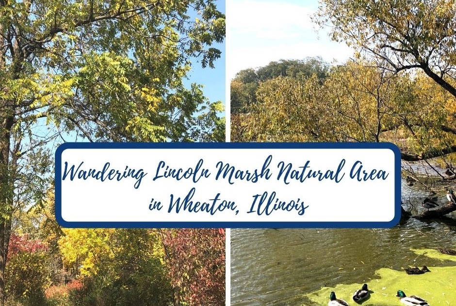 A Little Time and a Keyboard: Lincoln Marsh Natural Area: A Habitat ...