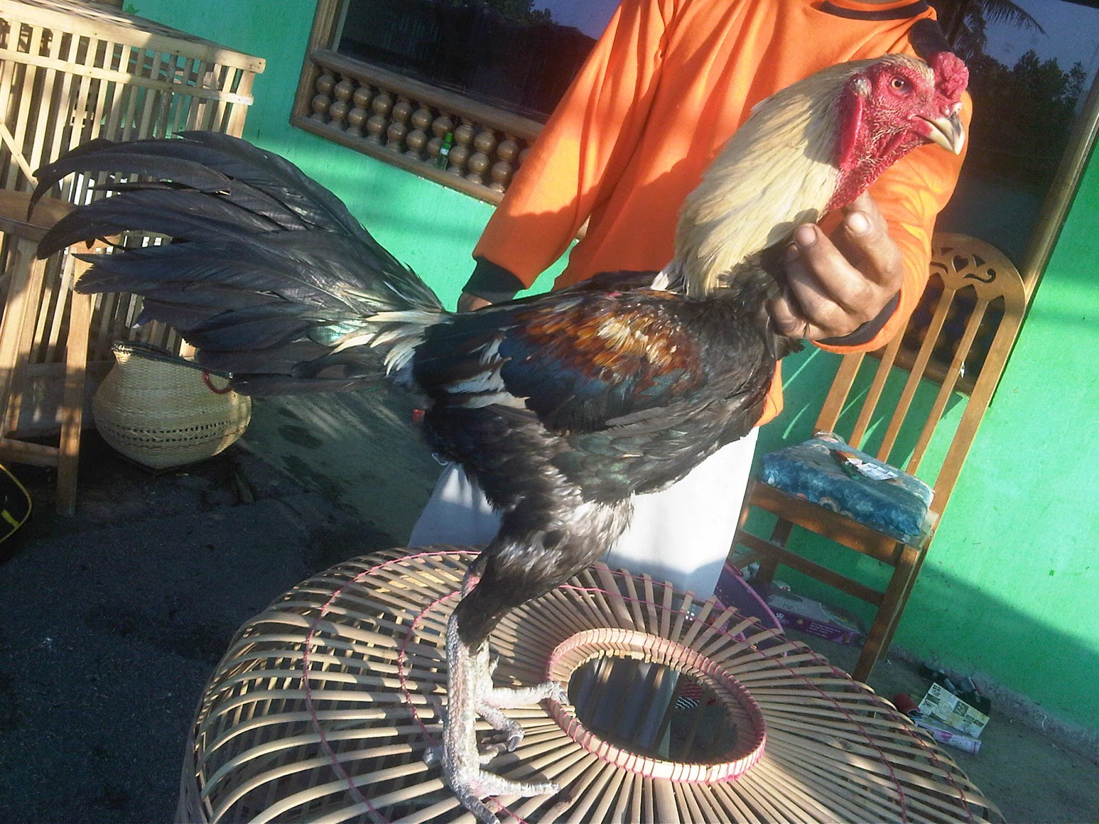 AYAM TANGKAS: PETERNAKAN AYAM SAIGON, BANGKOK, BURMA, BRAZIL, SHAMO ...