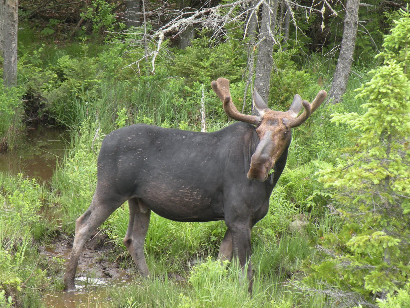 Beauview Cottage Resort BLOG: Baby Moose Sighting in Algonquin Park