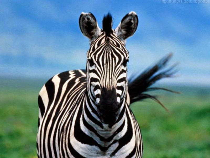 zebra+HD+Wallpapers+(3).jpg