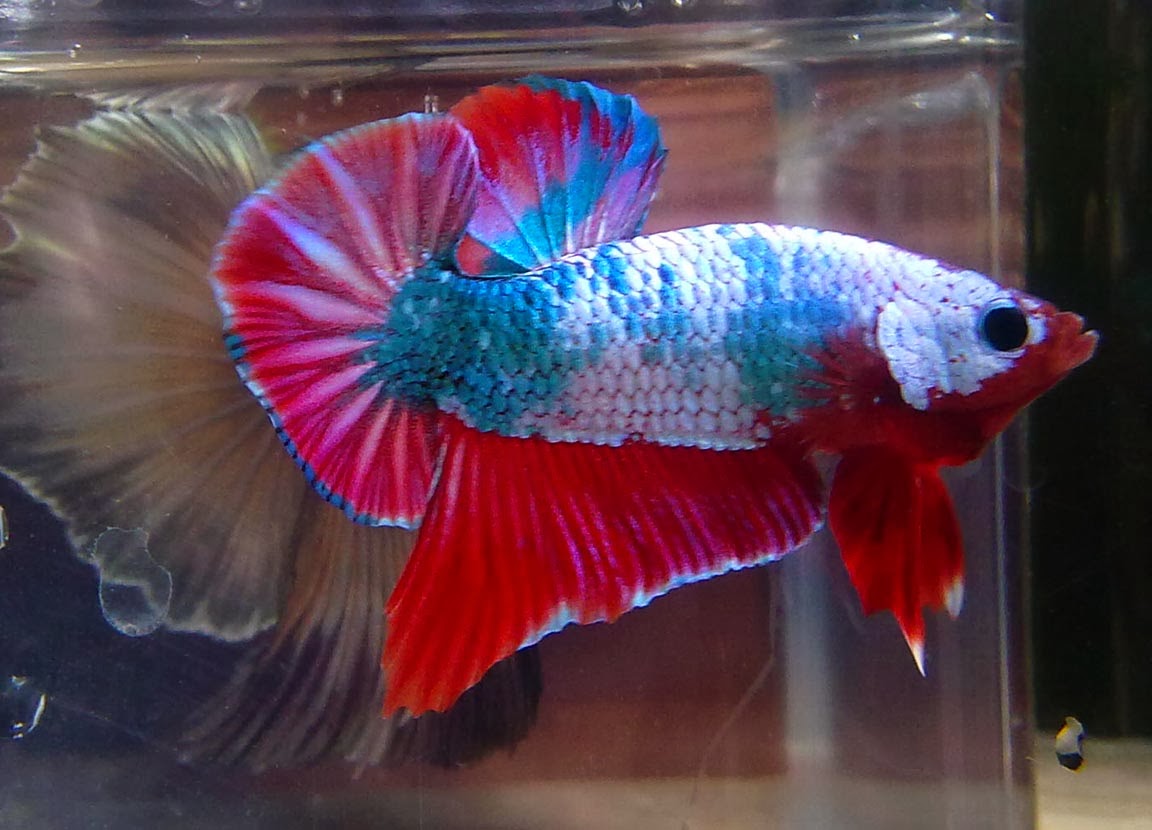 GANZO GAMES EXTENDED (PC Games RM5 & Betta Fish): BETTA HMPK RED DRAGON ...