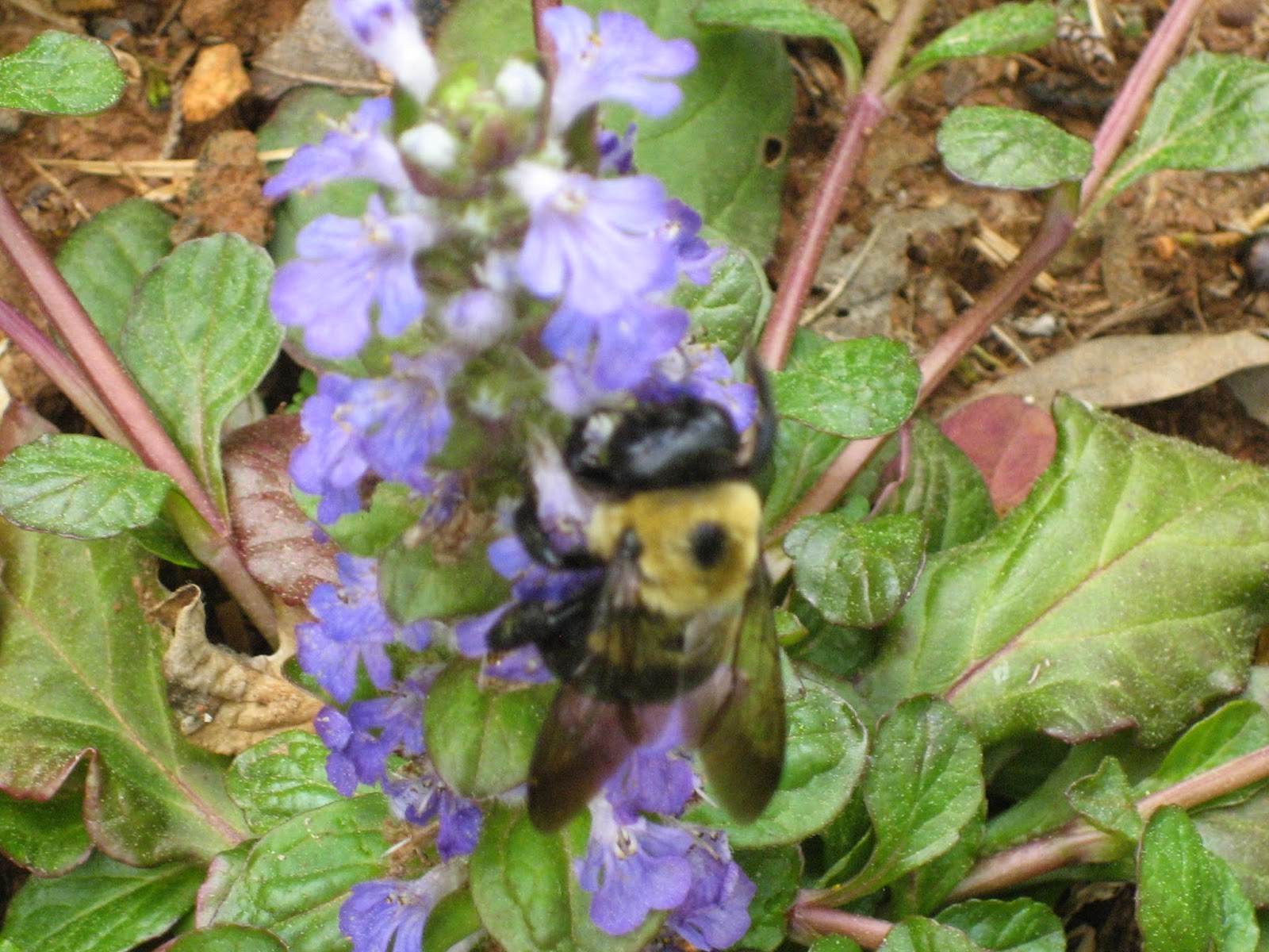 Discovering His Creation: Bugleweed (Ajuga reptans)