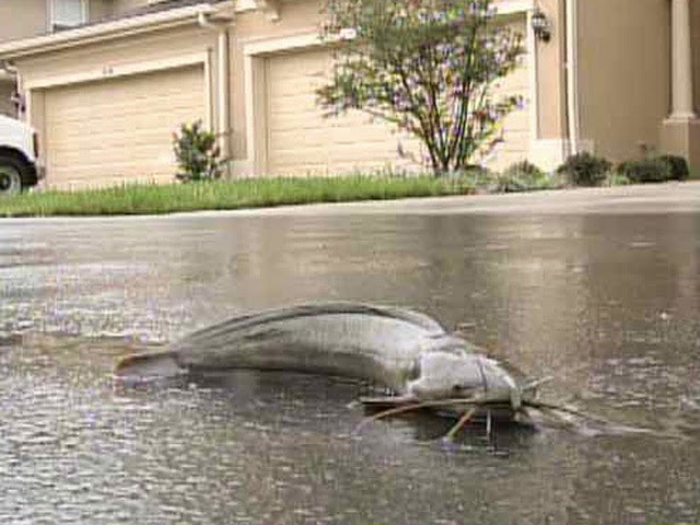 Report from the Florida Zone: The Walking Catfish