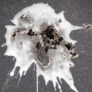 Bird Poo Problem Finally Solved ~ Some News