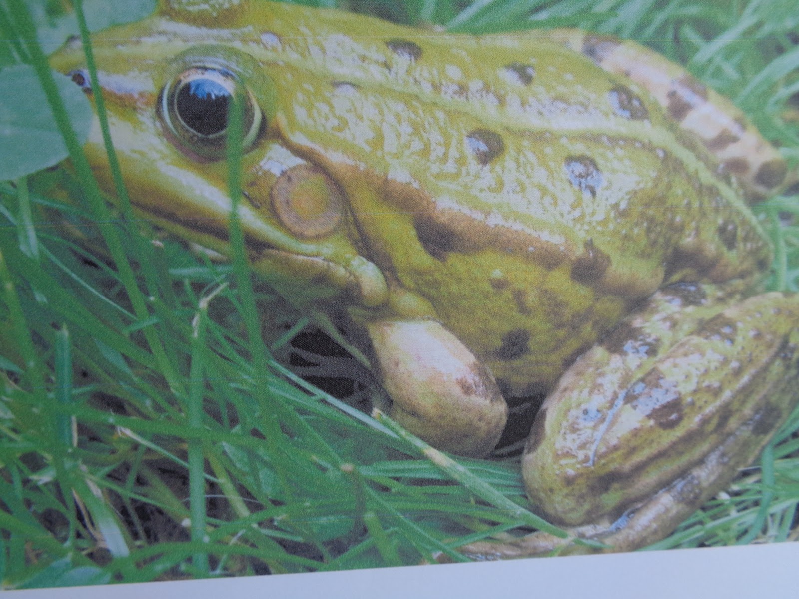 VBS Dorp - Kleuter 1 / peuters: VAN KIKKERDRIL TOT KIKKER! (KIKKERKLAS)