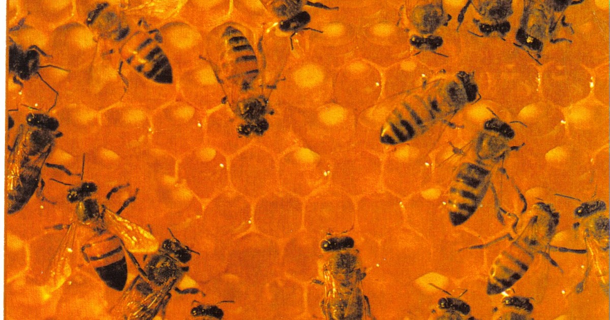 Apicultura para Todos