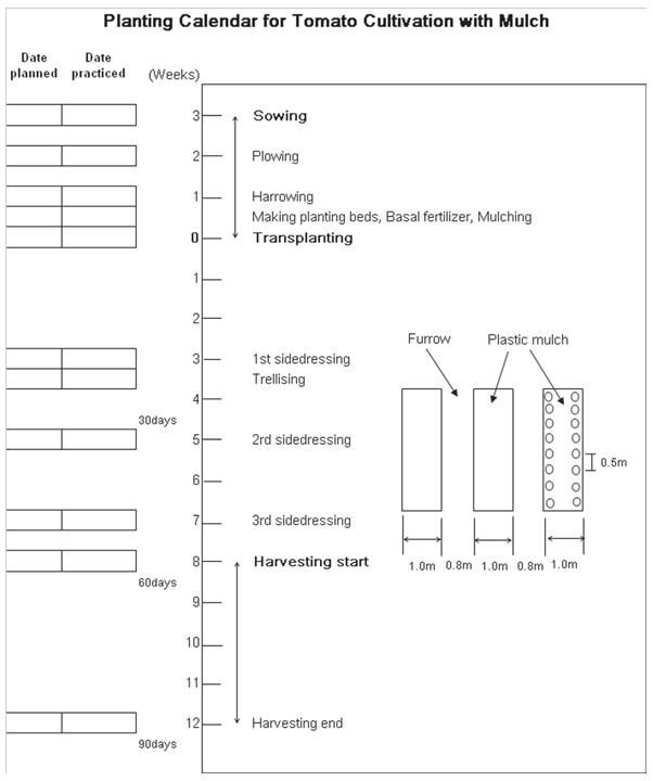 Tomato (Kamatis) Cultivation Guide: All You Need to Know in Planting ...